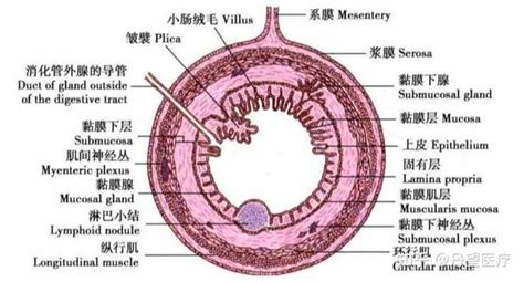 类器官模型 肠正常类器官 知乎