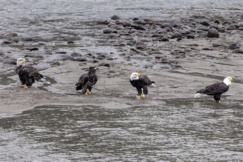 Exploring Brackendale The Bald Eagle Capital Her Wild Habit Travel