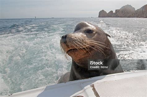 카보 산 루카스 바 하 멕시코 Bcs에서 미끼 물고기에 대 한 구걸 전세 낚시 보트의 뒷면에 바다 사자 갈색에 대한 스톡 사진 및 기타 이미지 Istock