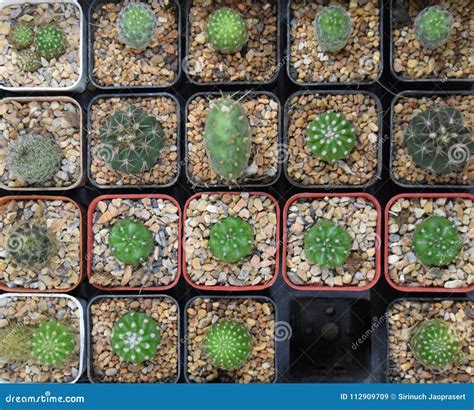 Close Up Of Various Cactus Planted In Plot Stock Image Image Of Leisure Cactus