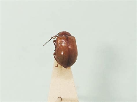ムナグロツヤハムシ Arthrotus niger MOTSCHULSKY 島根大学標本資料類データベース