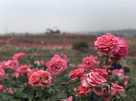 大片玫瑰花图片 玫瑰花图片大全大图 玫瑰花图片花束 第4页 大山谷图库