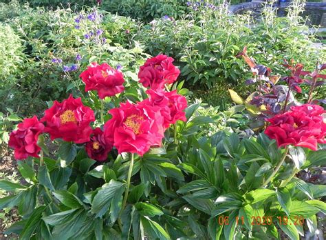 Пион Макинак Гранд Фото — Картинки фотографии