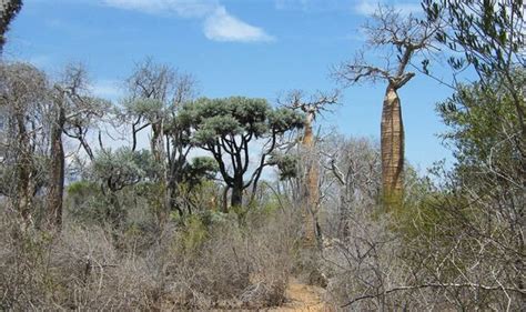 Trees In Huge Danger One Third Of Species Are On New Study S Critical List Nature News