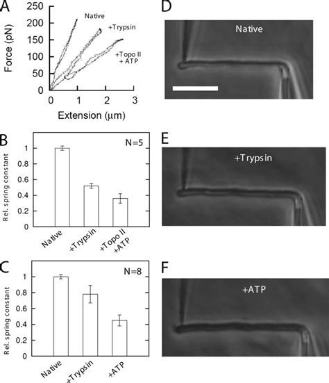 Trypsinized Mitotic Chromosomes Are Relaxed By Atp Alone As Well As By