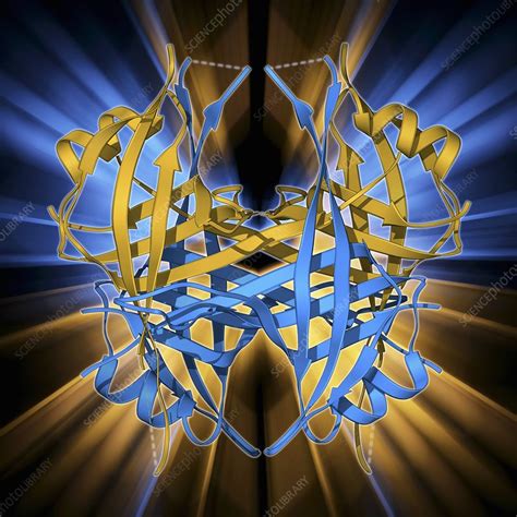 Single Stranded DNA Binding Protein Stock Image F Science Photo Library