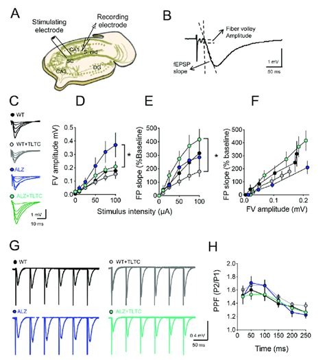 Tltc Influences Increased Field Excitatory Postsynaptic Potentials Download Scientific Diagram