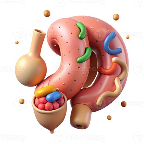 Serene Contemporary Human Appendix Anatomy Isolated For Surgical Information High Quality