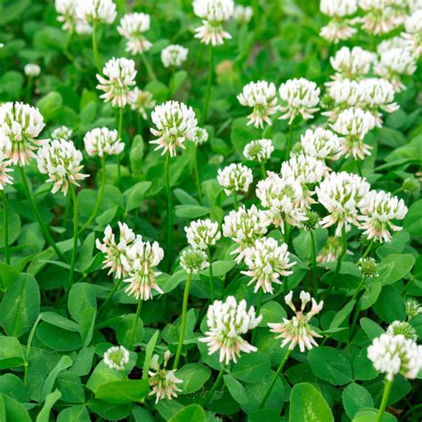Clover Flower