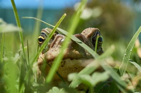 Premium Photo Look Of A Toad In The Green Grass