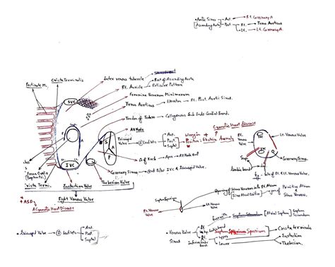 Right Atrium Interior Tcml The Charsi Of Medical Literature