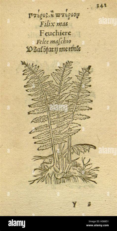 This Work Features Botanical Illustrations Of Various Plant Species With A Focus On Plant