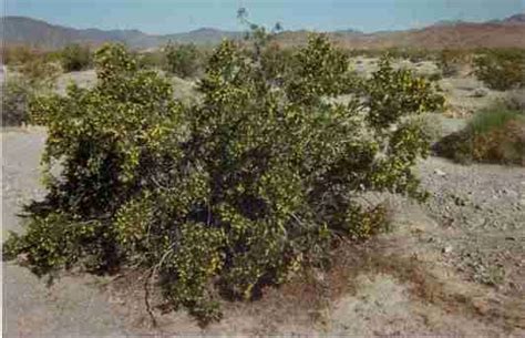 A Description And List Of Plants That Occur In The Desert Plant
