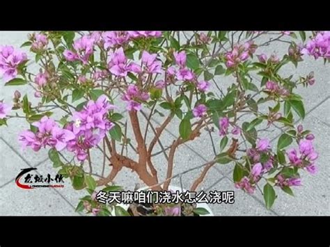 三角梅冬天应该什么时候浇水最合适 YouTube