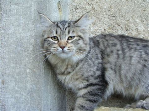 Chat Pixie Bob Caractère Entretien Et Prix Lebernard
