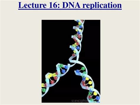 PPT Lecture DNA Replication PowerPoint Presentation Free