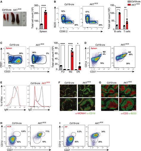 Akt Activity Orchestrates Marginal Zone B Cell Development In Mice And