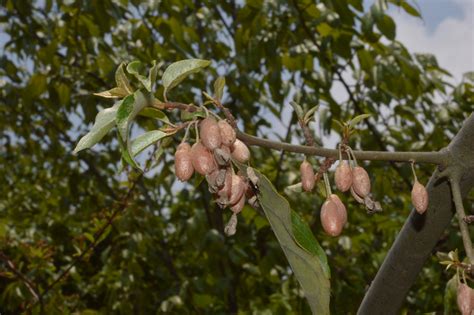 Elaeagnus Eflora Of India