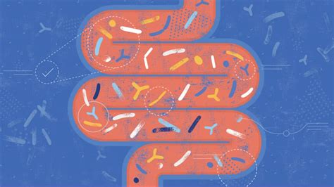 The Gut Microbiome How Tiny Organisms Shape Your Metabolism And Health