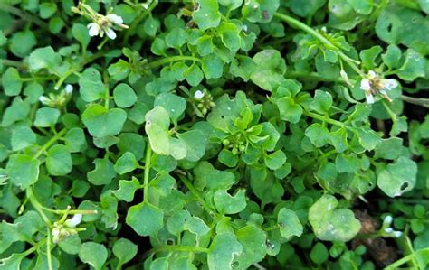 Hairy Bittercress Weeds