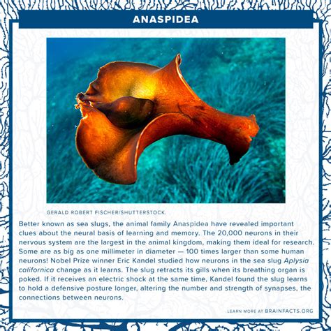 Anaspidea