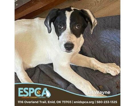 Enid Ok Great Pyreneespointer Meet Lil Wayne A Pet For Adoption