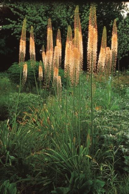British Naturalistic Planting Garden Design
