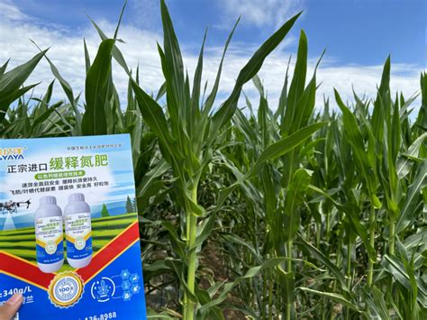 水溶肥十大品牌 粉剂水溶肥 批发代理水溶肥 生根沃土肥 金亿洋水溶肥