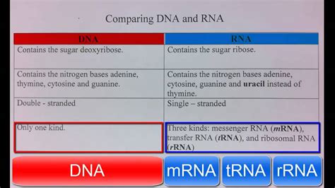 Pdf Difference Between Dna And Rna