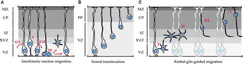 Modes Of Migration In The Cortex A Interkinetic Nuclear Migration