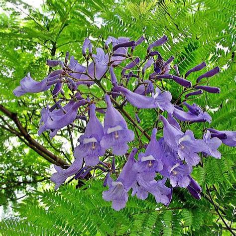 Muda De Caroba Jacaranda Macrantha Vasoandflor