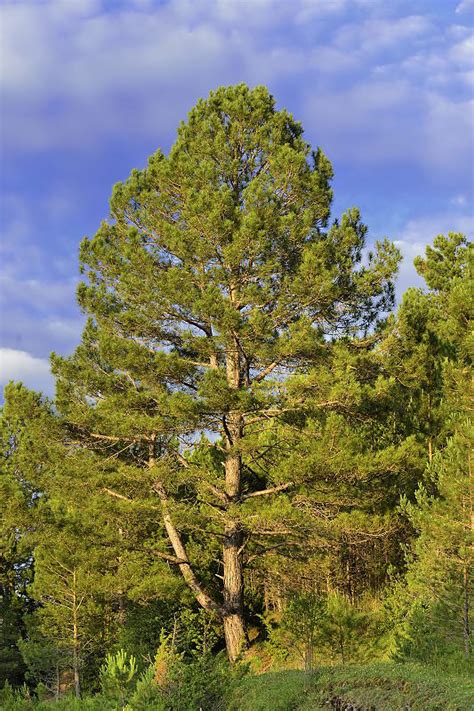Life Pinassa Sustainable Management For Conservation Of Black Pine