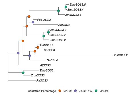 Visualising Msas