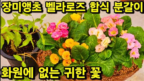 구독님 선물 장미앵초 벨라로즈 합식 흙배합 잘키우기 Youtube