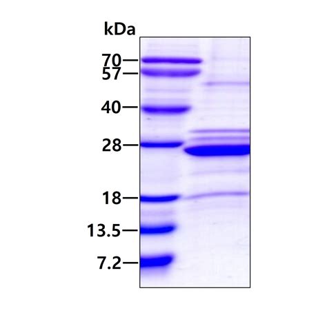 Recombinant Human Hla Doa Protein Denatured Ab167908 Abcam