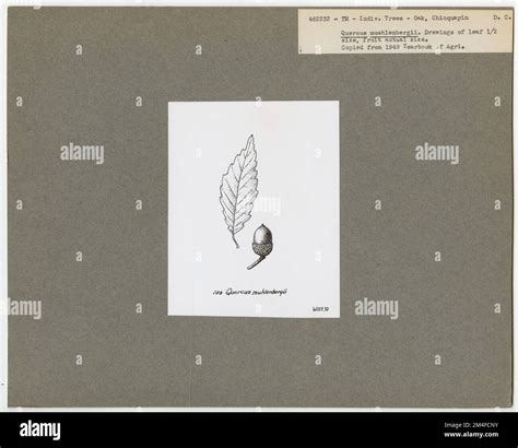 Tree Identification Oak Chinkapin Photographs Relating To National