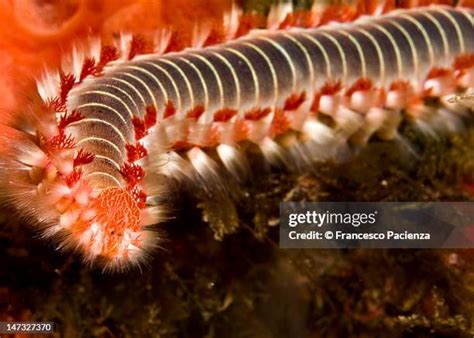 Polychaete Worm Photos And Premium High Res Pictures Getty Images