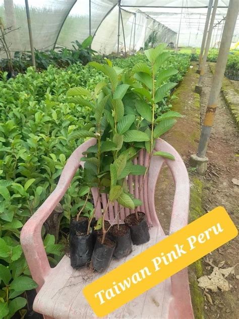 Taiwan Pink Guava Plant At 60 Piece Guava Plants In Bulandshahr ID 2850582941088