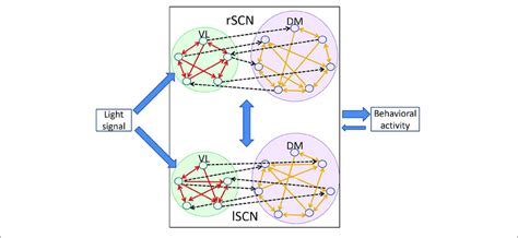 Schematic Drawing Of The Scn Organization The Left And Right Scn Are Download Scientific Schematic Drawing Of The Scn Organization The Left And Right Scn Are Download Scientific