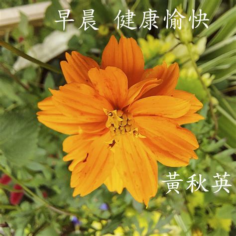 早安老友記，身體健康，事事順心如意！黃 E123長青網 長者服務及老人院資訊