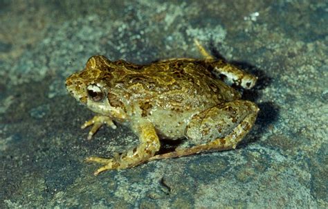 Common Eastern Froglet Climatewatch Australia Citizen Science App