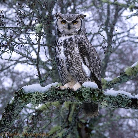 Great Horned Owl on a snowy branch photo WP00204