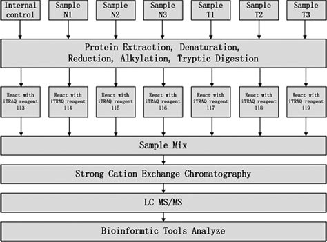 Schematic Representation Of The Applied Workflow Download Scientific