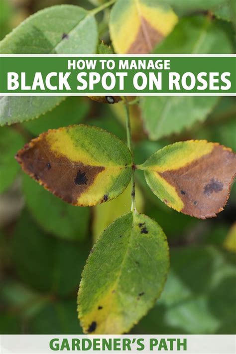 How To Identify And Manage Black Spot On Roses Black Spot On Roses