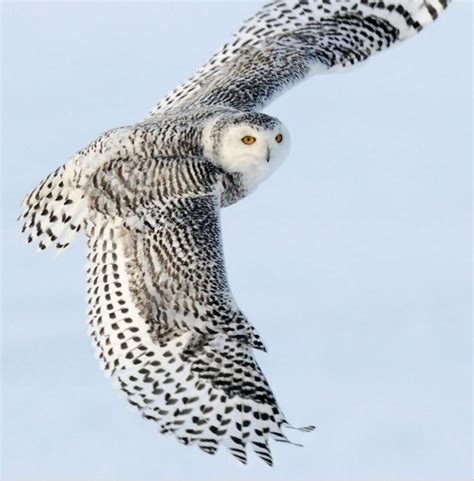 Wip Snowy Owlbear With The Pic I Was Using As A Reference R Dndminiatures