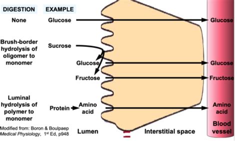 Absorption Flashcards Quizlet
