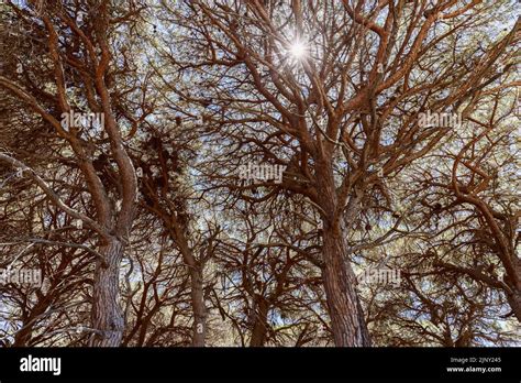Blinding Midday Sun Rays Break Through Brown Tree Crowns Forest