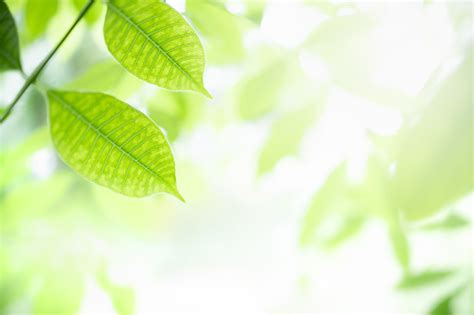 자연을 가까이에서 보면 햇빛 아래 흐린 녹지 배경에 녹색 잎을 보케와 복사 공간으로 사용 하 여 배경 자연 식물 풍경 생태 벽지 개념으로 사용 합니다 0명에 대한 스톡 사진