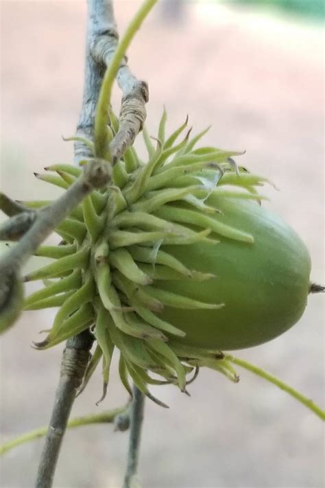 Sawtooth Oak Tree Get Healthy Trees Shrubs And Plants Wildtree