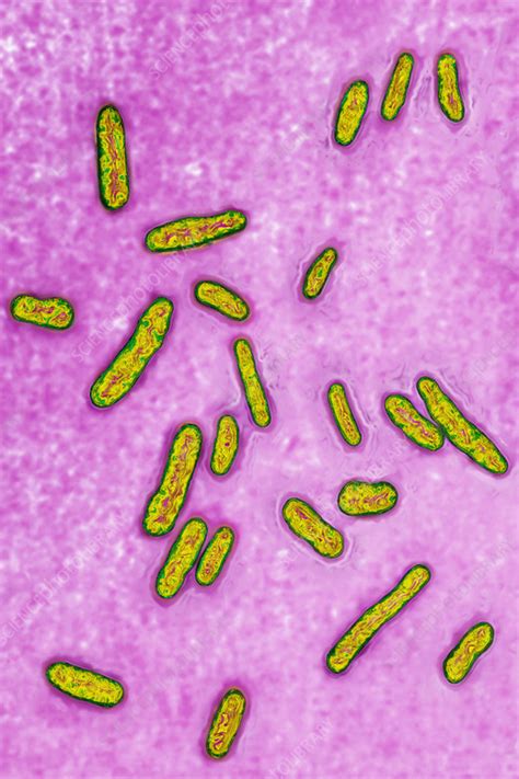 Dysentery Bacillus Light Micrograph Stock Image C0584653